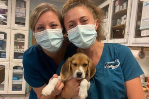 Best Vet Hospital In Troy, NY | Troy Veterinary Hospital