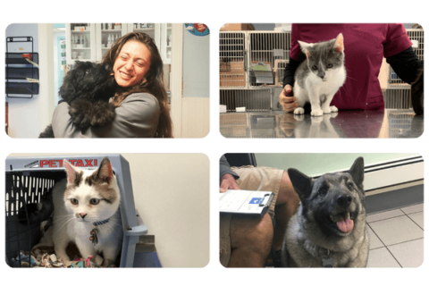 Best Vet Hospital In Troy, NY | Troy Veterinary Hospital